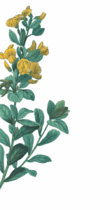 &flora in Vienna's 7th district: A trip around the world for your palate