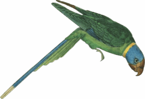 &flora in Vienna's 7th district: A trip around the world for your palate